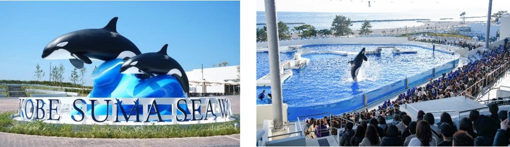 神戸須磨シーワールド、神戸開港記念日に合わせ「神戸市民WEEK」開催 市内在住者は入館料が1,000円に (2025年11月5日) - エキサイトニュース