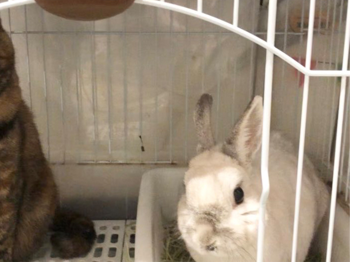 ウサギの隣を見ると…？ 「ウケる」「強い意志を感じる」 (2025年4月8日) - エキサイトニュース
