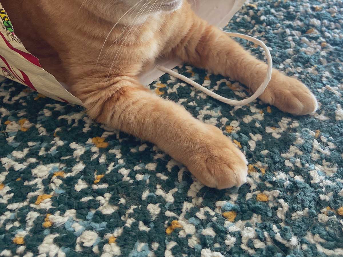 飼い主「ウソみたいだろ」 紙袋で遊ぶ猫、シュールすぎる姿に「最高かよ」「情報量が多い」 (2025年8月16日) - エキサイトニュース