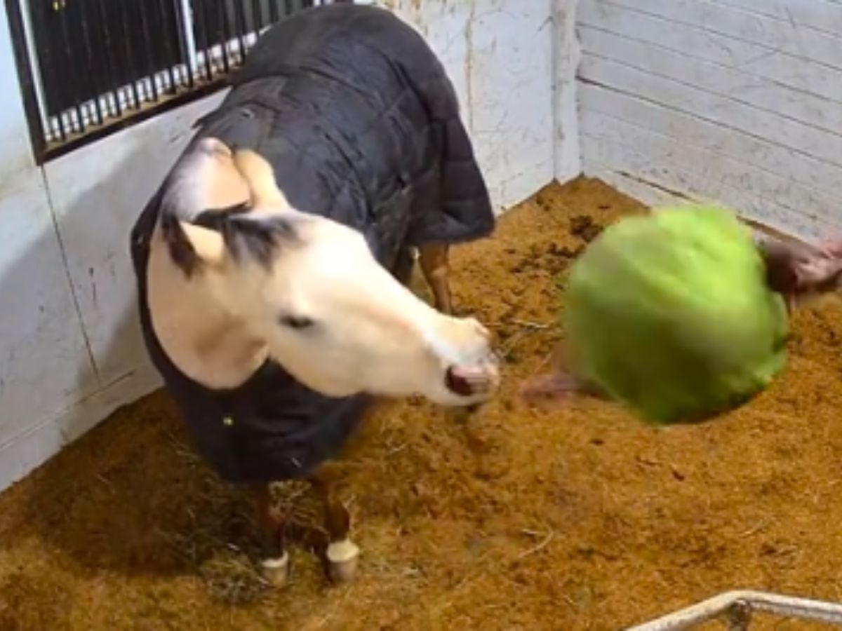 「本人が1番驚いとる！」「爆笑した」 馬が勢いよく放ったボールが？ (2025年7月13日) - エキサイトニュース