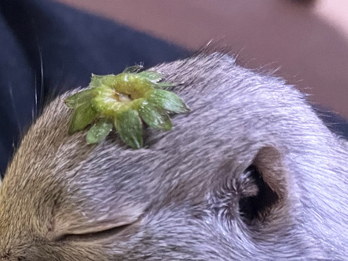 飼い主「その表情は何！？」 イチゴを味わうリスに「玄人だ…」「この顔よ」 (2025年5月13日) - エキサイトニュース