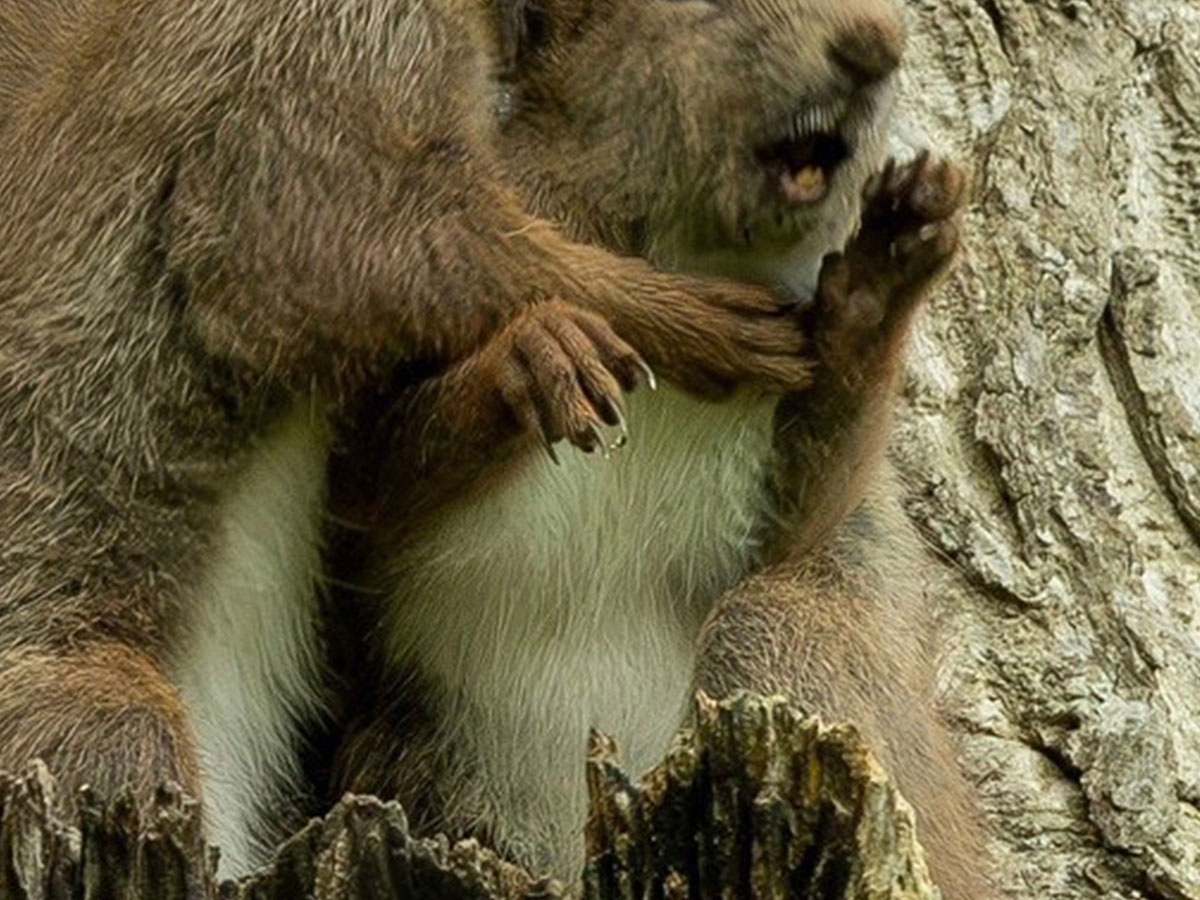 「爆笑した」「表情が最高すぎ」 木の上にいた2匹のリスが？ (2025年8月1日) - エキサイトニュース