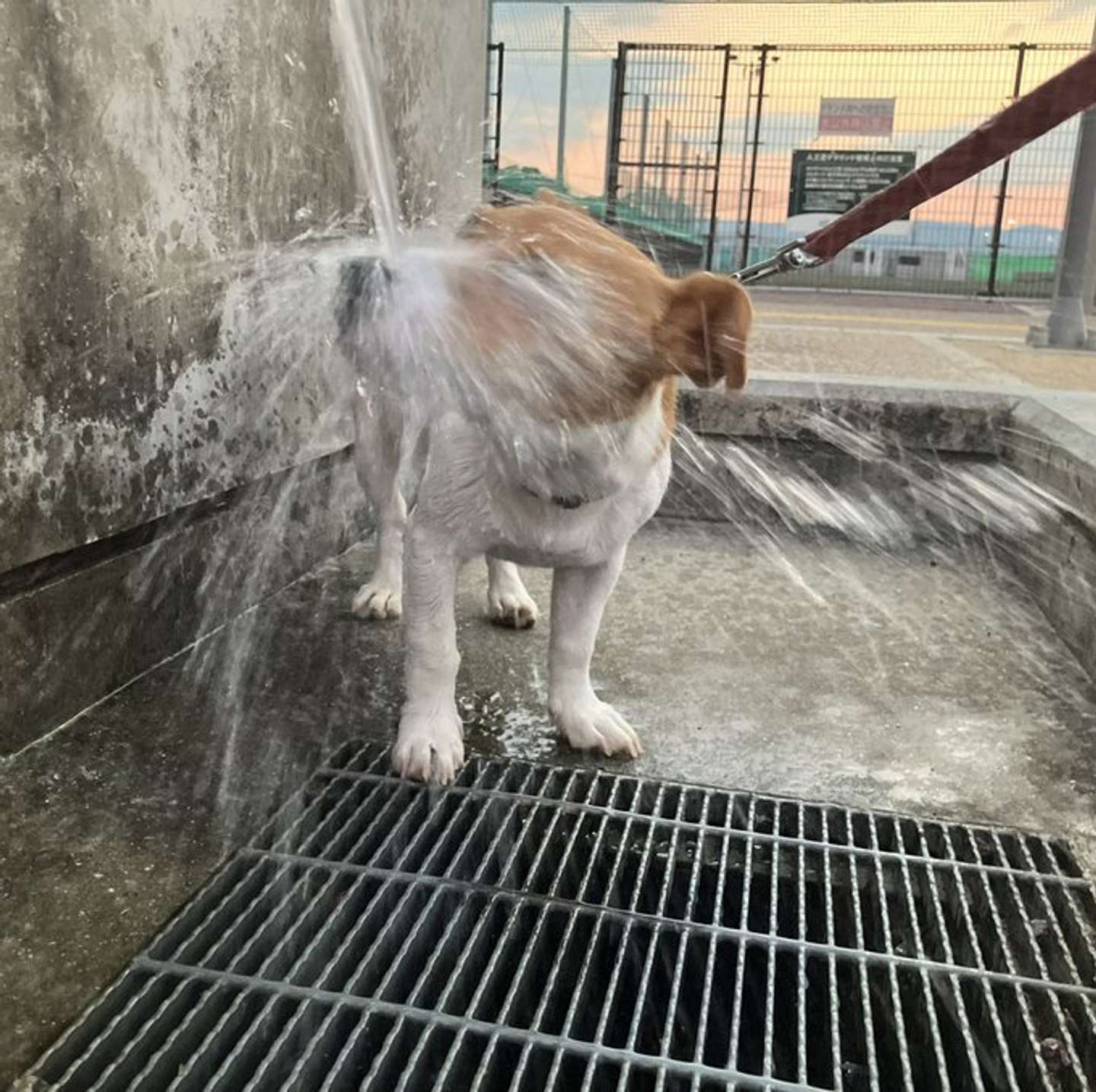 「どんくさかわいい100点満点」「優勝」 水を飲むのが下手すぎる犬に3.1万人癒される (2025年8月7日) - エキサイトニュース