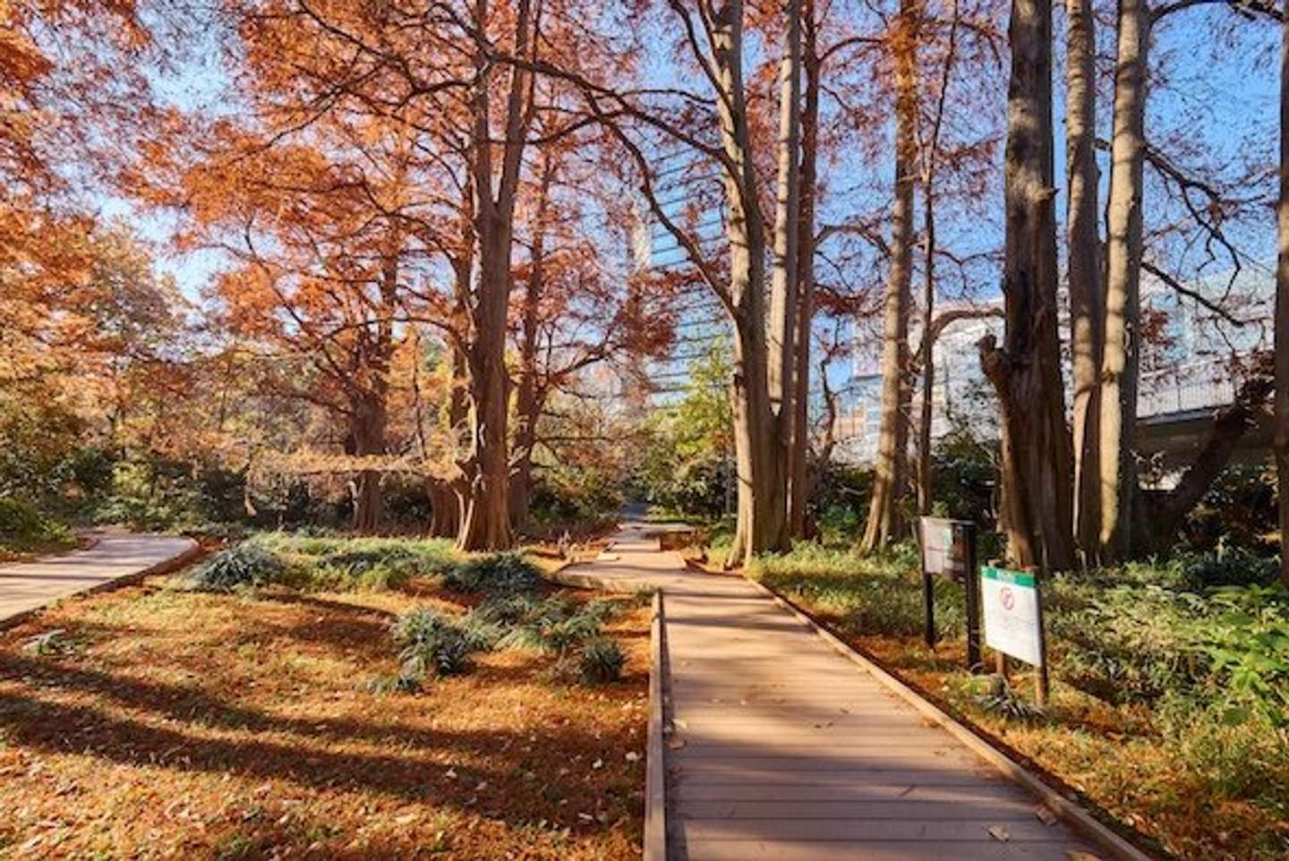 あなたには何に見えるかな？ 新宿御苑の地面には「ラクウショウ」の不思議な世界が広がっている (2025年12月28日) - エキサイトニュース