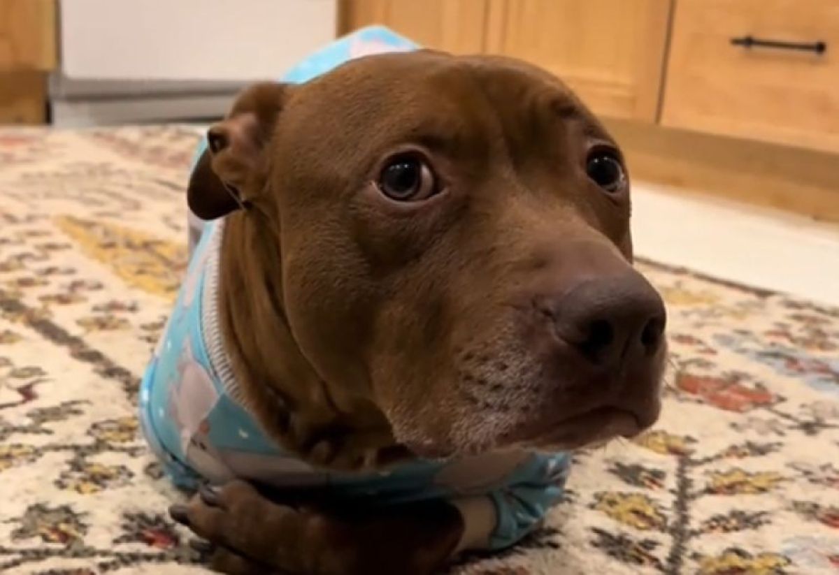 猫に育てられたシリーズ。すべての仕草が完全に猫化した犬 (2025年6月12日) - エキサイトニュース