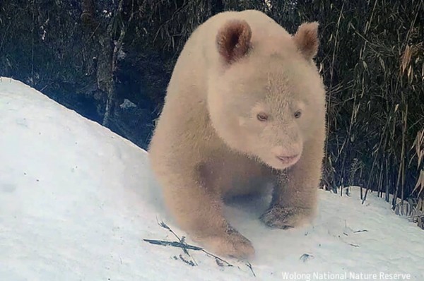 世界で唯一とされる白いアルビノパンダは元気に暮らしていた。最新映像が公開される - エキサイトニュース