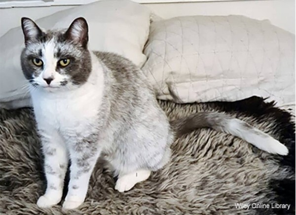 遺伝子の突然変異により猫の新たな毛色が誕生「サルミアッキ」と命名 (2024年5月27日) - エキサイトニュース