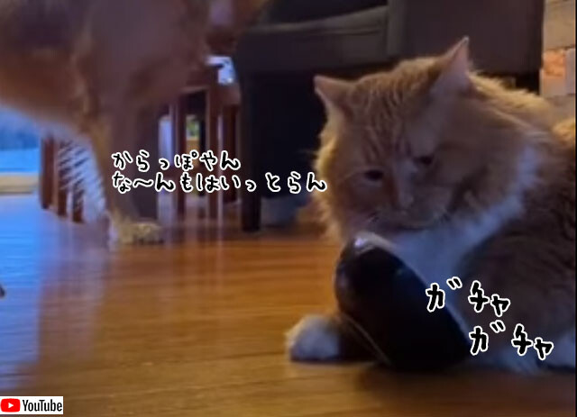 はよここに入れろにゃ！猫の餌の催促の仕方が騒がしい件 - エキサイトニュース