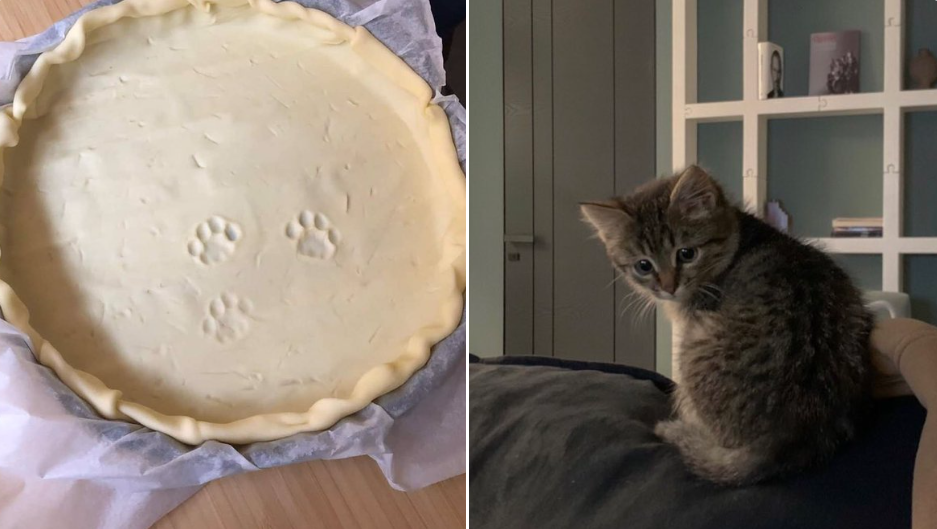 しっかりと証拠が残されていた。猫による肉球犯罪ファイル (2021年4月3日) - エキサイトニュース