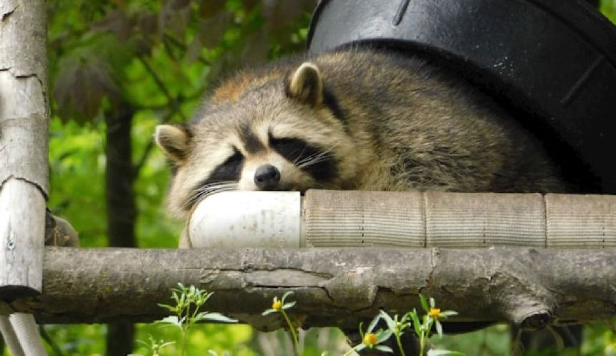 発酵桃を食べ意識不明となったアライグマの子が、人間の看護師に助けられる (2025年9月11日) - エキサイトニュース