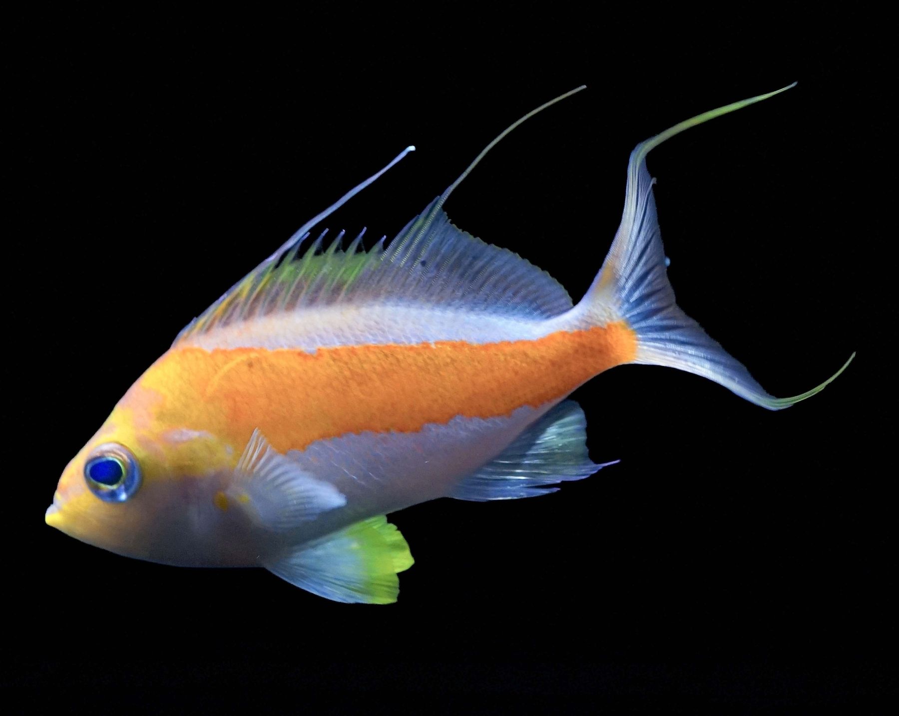 Mel maia pelada vazou