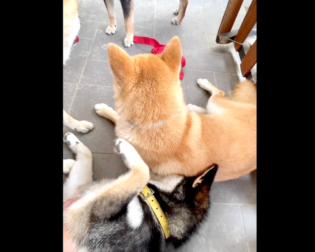 「うぐっ…」ゴロンしてたら柴犬ママの下敷きに!? どうしてこうなったのかちょっとおしえて【動画】 (2025年7月6日) - エキサイトニュース