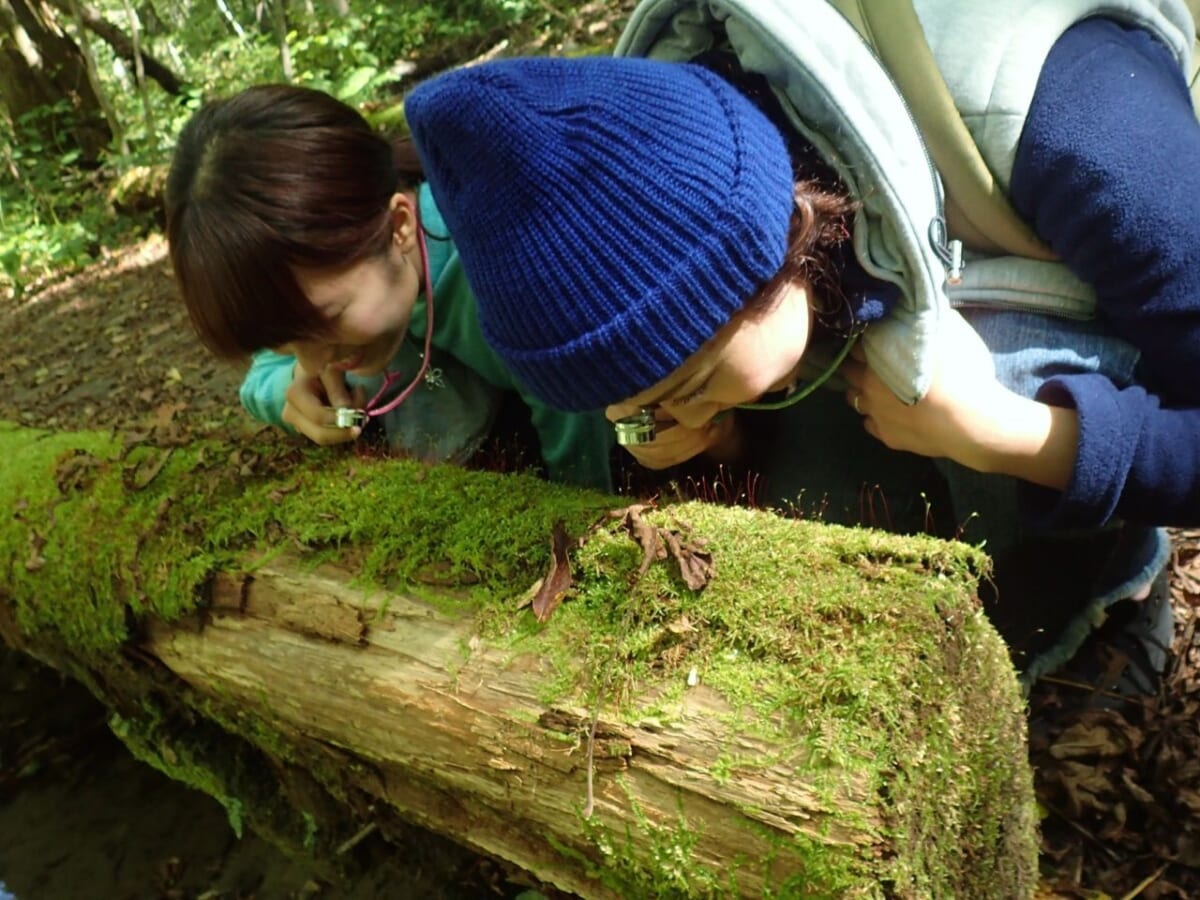 静けさに包まれた美しい奥入瀬渓流を散策！「早朝ランブリングツアー」を開催 (2025年8月14日) - エキサイトニュース