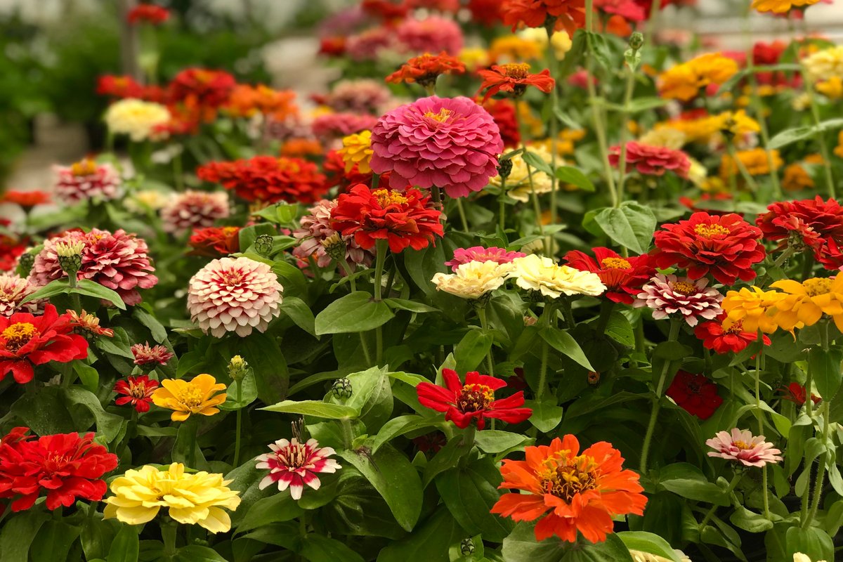 【ガーデニング】夏の庭を華やかに彩る！色や形が豊富な花オススメ6選、花壇をオシャレな仕上がりに - エキサイトニュース