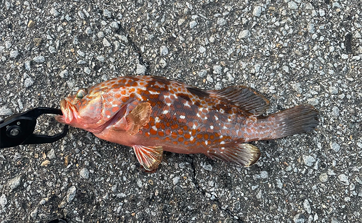 「身軽に多魚種を狙う！」万能ルアーゲームを可能にする『バーサタイルタックル』のススメ (2024年11月5日) - エキサイトニュース