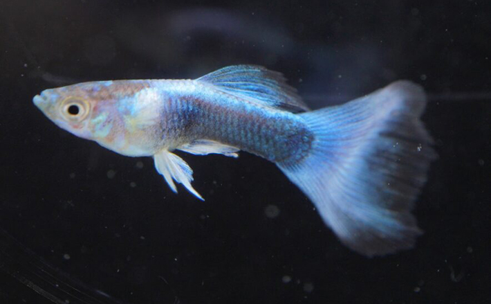 人気観賞魚『グッピー』の飼育はエイズに要注意 国産と外国産を混泳させると危険？ (2025年4月25日) - エキサイトニュース