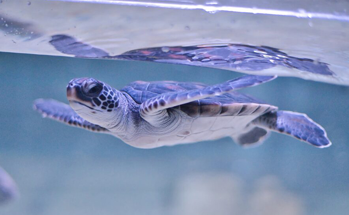 ウミガメ保護活動を通して学んだ【ウミガメを守る方法】 マイクロプラスチックを減らすために (2025年3月28日) - エキサイトニュース