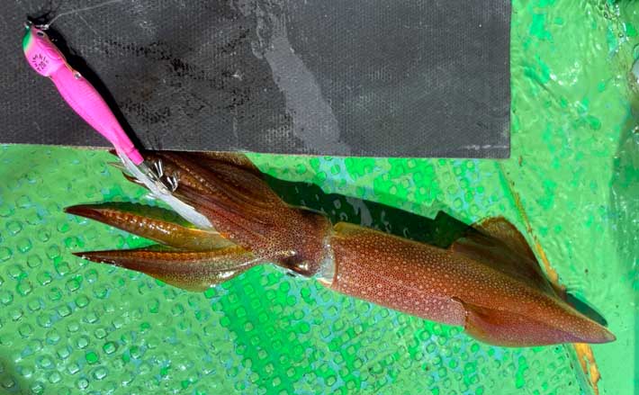 イカメタルで「サバ地獄」の中からイカ拾い釣り【福岡】その場でできるサバ対策とは？ (2025年5月28日) - エキサイトニュース