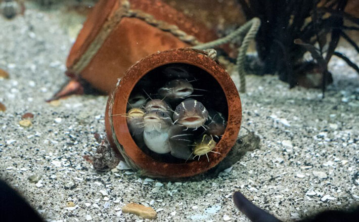 毒を持つ『ゴンズイ』の群れ「ゴンズイ玉」の構成員は全員兄弟だった 他の群れと混ざることは無し (2024年11月4日) - エキサイトニュース