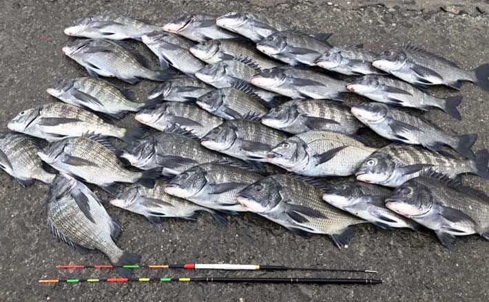 「クロダイ攻略！」紀州発祥「ウキダンゴ釣り」5ステップ完全ガイド (2025年8月17日) - エキサイトニュース