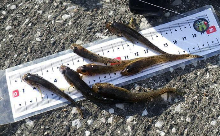 ダイソー釣り竿＆リールでのちょい投げ釣りで落ちハゼ7匹手中【千葉・境川】使用感も快適 (2024年12月22日) - エキサイトニュース