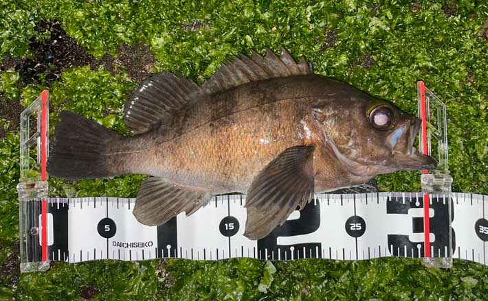 【陸っぱりルアー釣り】ランカー捕獲の難易度ランキング 最難関はメバル？ (2025年4月19日) - エキサイトニュース