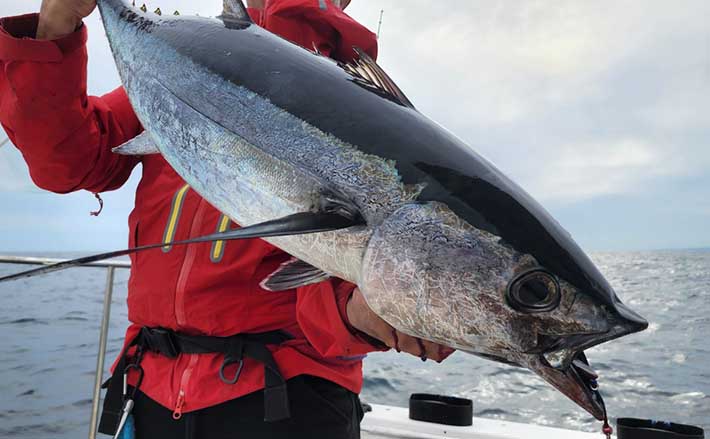 トンジギ（トンボジギング）釣行で10kg弱ビンチョウマグロ2匹手中【和歌山】 (2023年1月30日) - エキサイトニュース