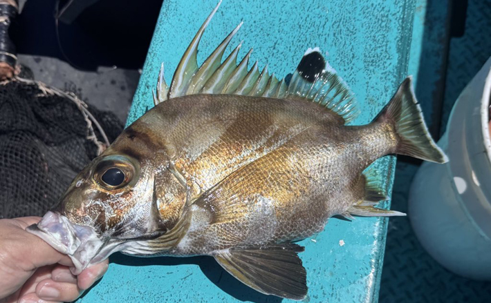 超レア魚『チョウセンバカマ』が釣れたから食べてみた 味は絶品！ (2025年8月17日) - エキサイトニュース