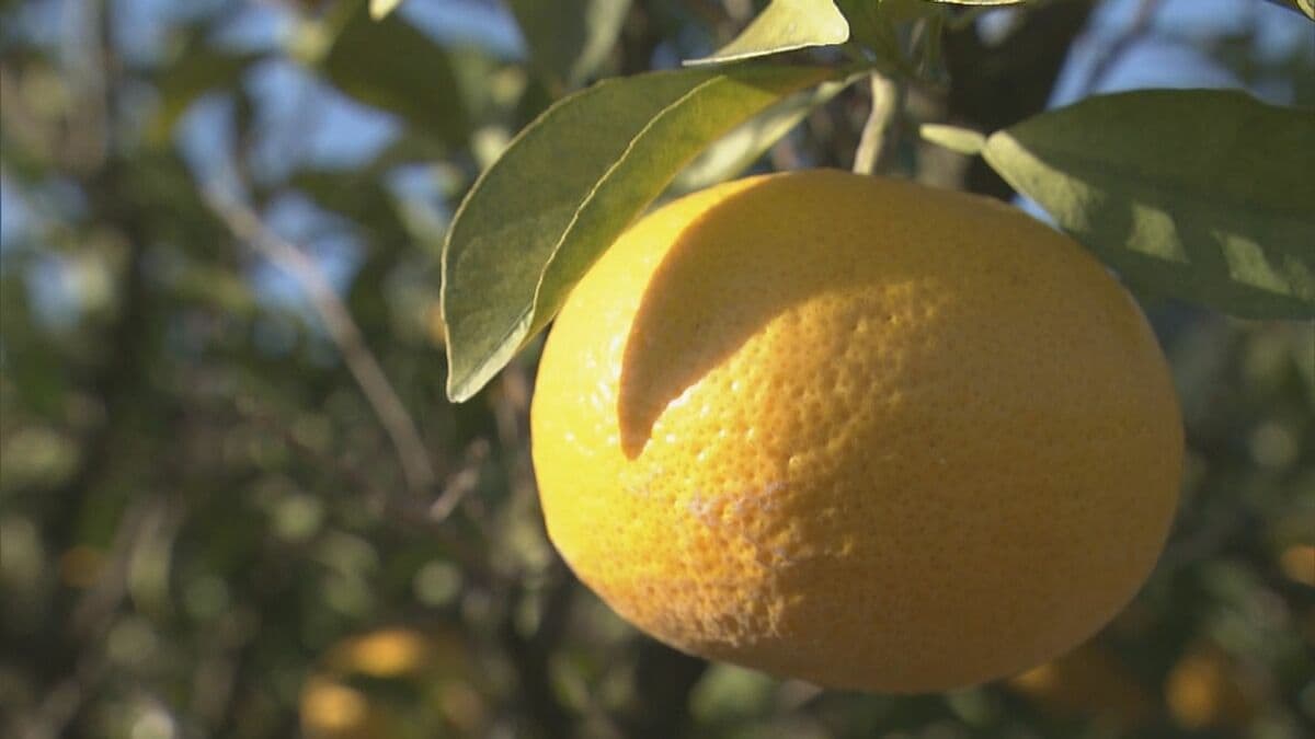 “幻のミカン” 市木オレンジの収穫最盛期 果汁多く爽やかな風味が特長 生産農家が少なく市場にあまり出回らない 三重･紀宝町 (2026年1月 ...