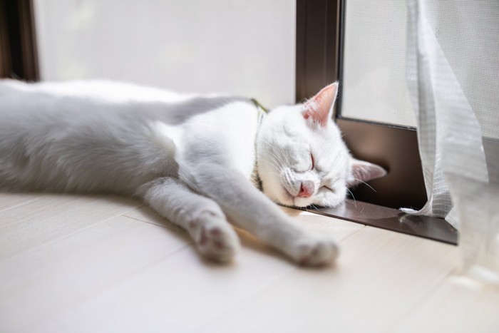 愛猫の暮らしを『ワンランクあげる』ためのアイデア4選 今すぐやりたい、愛猫のQOLをあげる方法 (2024年5月22日) - エキサイトニュース