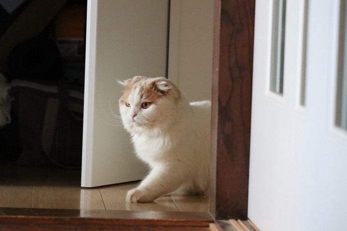 猫には『危険なお留守番のさせ方』4選 安全に待っていてもらうために守るべき約束とは？ (2025年3月30日) - エキサイトニュース