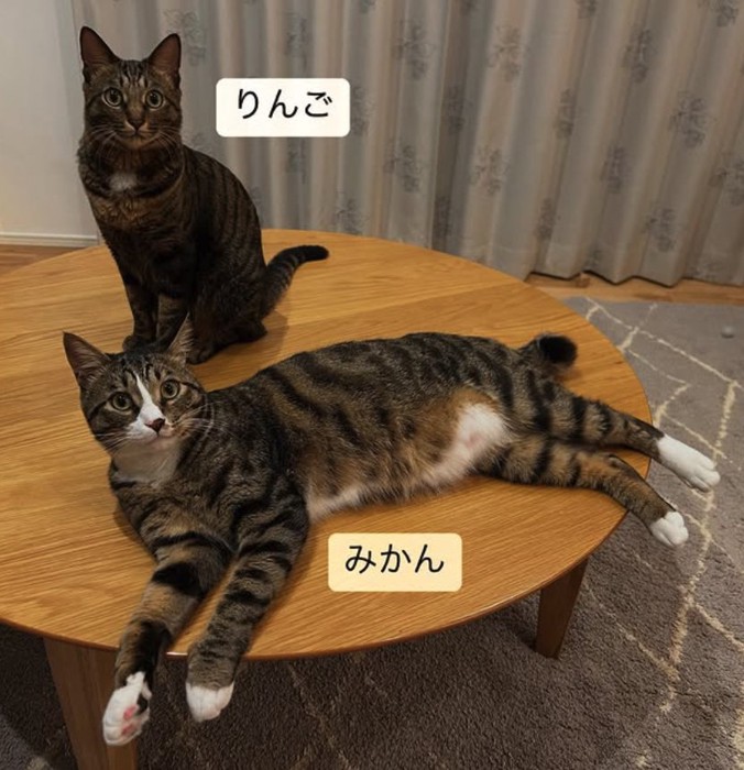 お風呂のドアを掃除していると、『動きに合わせて猫が』…まさかのキレッキレの踊りが357万再生「オタ芸w」「右左右左の動きめっちゃ可愛い」 (2025年6月26日) - エキサイトニュース