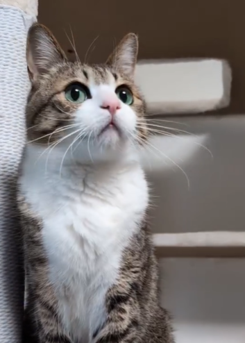 急にやる気スイッチONになる猫の動きがキレキレすぎる！Suzume Catが最新動画を披露！ (2025年5月30日) - エキサイトニュース