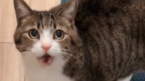 おやつに一心不乱な猫が可愛すぎる！Suzume Catの最新動画が「嬉しそうに舐めてる！」と話題に！ (2025年6月25日) - エキサイトニュース