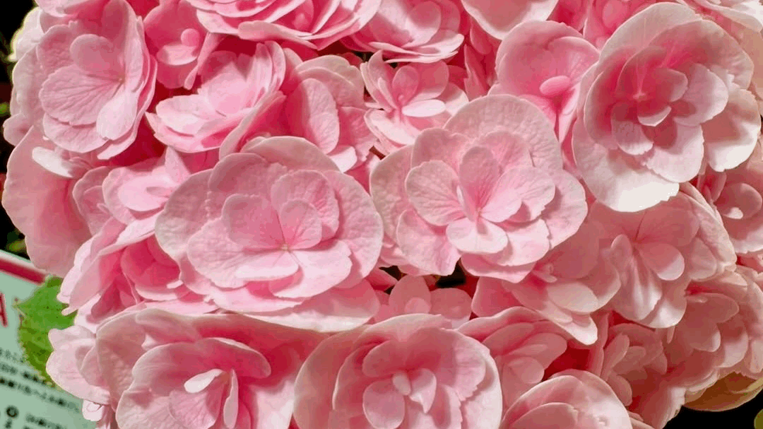 目が覚めるようなピンク一色！夏木マリの「おはようシリーズ」 (2025年7月3日) - エキサイトニュース