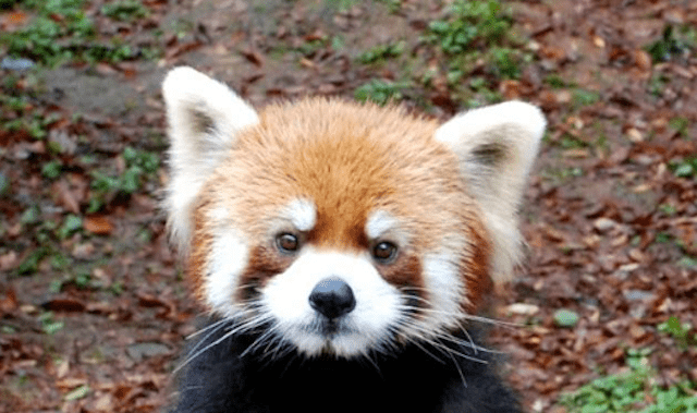 二足立ちで一世風靡した、レッサーパンダ界のスター「風太」が22歳に！人気は今も健在 (2025年7月5日) - エキサイトニュース