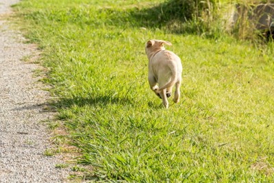 『迷子犬』にしてはいけない絶対NG行為3つ ひとりでいる犬を発見したときの適切な対応まで - エキサイトニュース