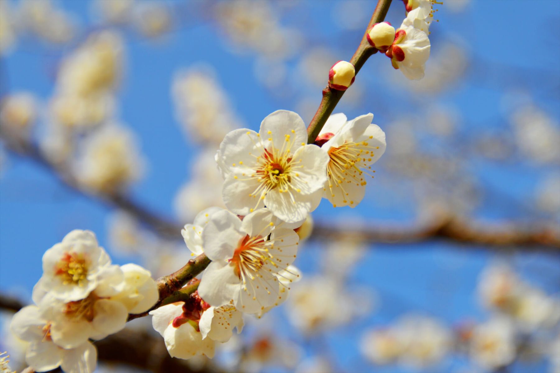 小田原フラワーガーデン、約300品種500本の梅がまもなく見頃！関東最多級の梅園で「梅まつり」1月25日より開催 (2025年1月16日) - エキサイトニュース